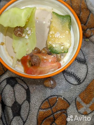 Улитки ахатины