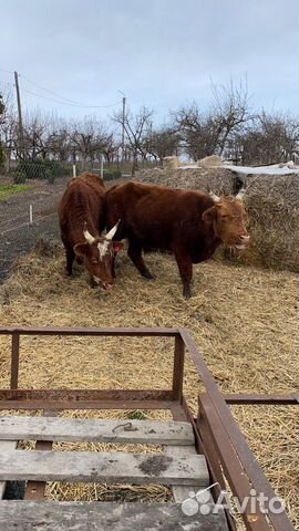 Бычки на откорм