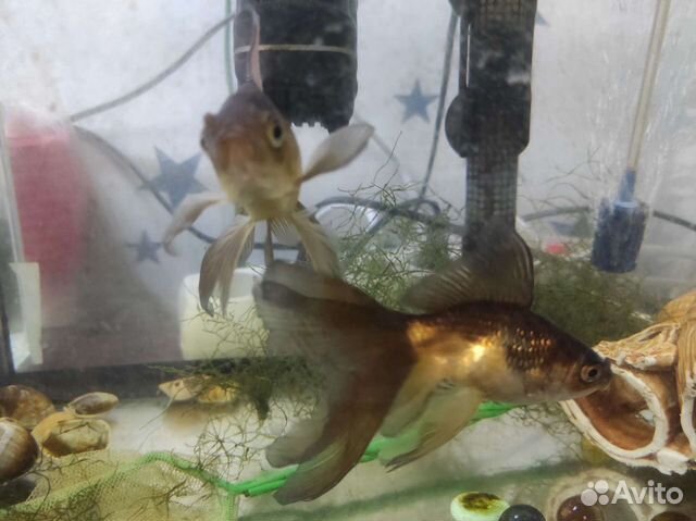 Золотые рыбки 2 шт+ аквариум 30 л+ градусник+ филь