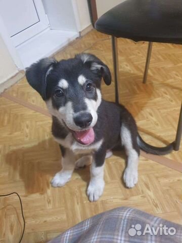 Щенок Юпитер ищет любящих родителей