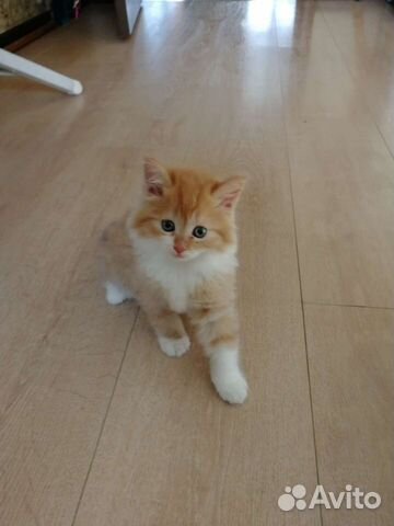 Котята девочки в добрые руки