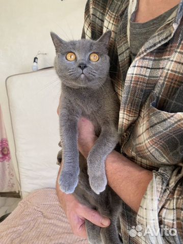 Британская кошка
