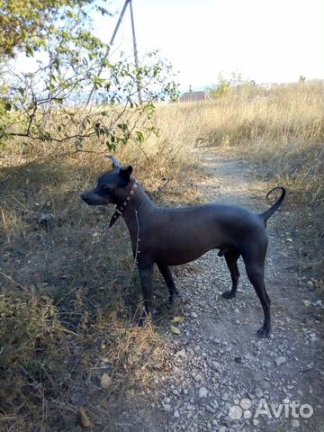 Щенки Ксолоицкуинтли