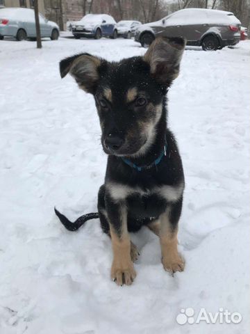 Щенок 3.5 мес