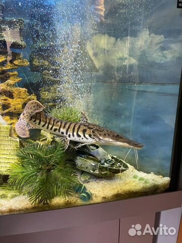 Псевдоплатистома 50см