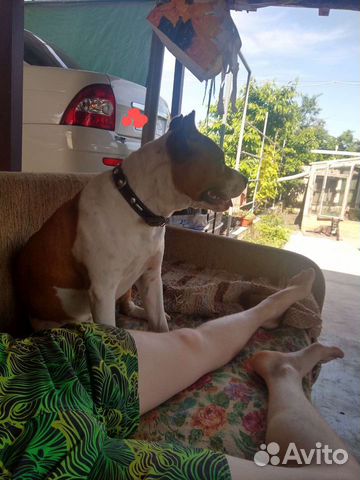 Отдам суку американского питбультерьера в хорошие