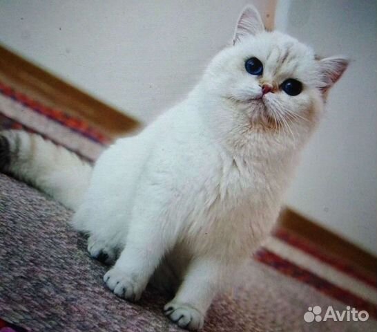 Кошка Британская шиншилла