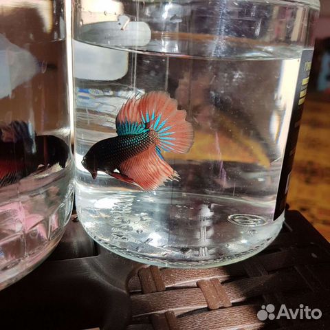 Петушки, Арована серебренная