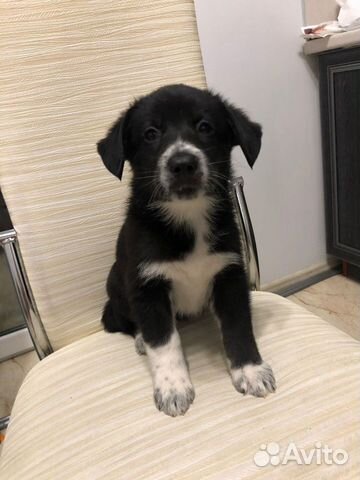 Малышка Масяня в дар