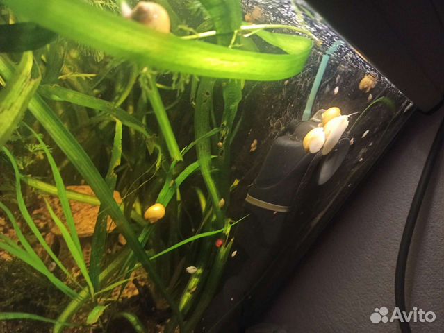 Улитки ампулярии