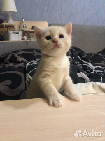 Шотландский котенок