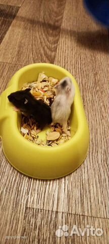 Сунгурский хомяк