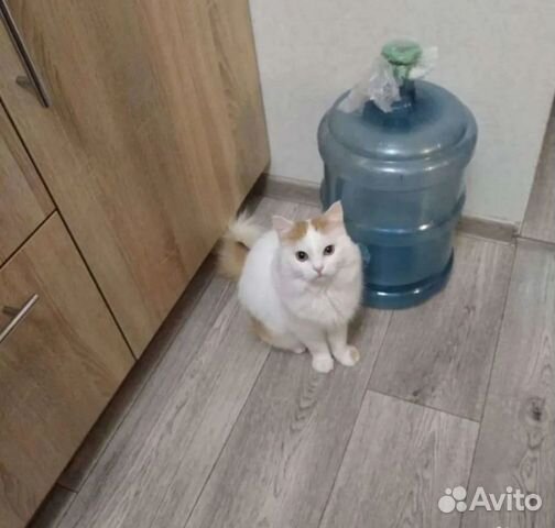 Здорового кота хотят усыпить. Ищем семью