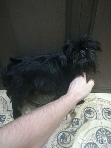 Брюссельский гриффон