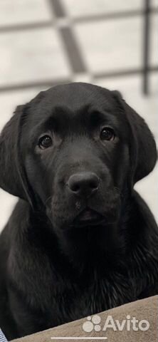 Лабрадор ретривер