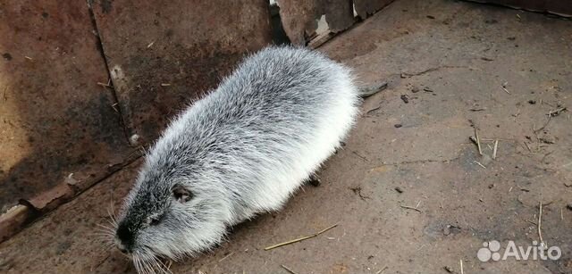 Самцы нутрии серебристые