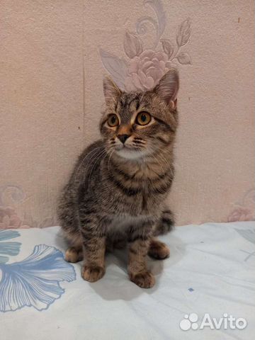 Котенок в добрые руки