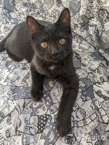 Кошка Вишня