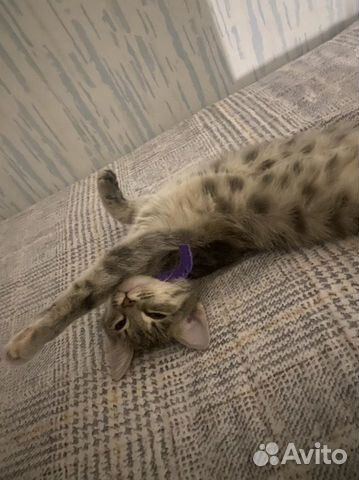 Котенок 6 мес