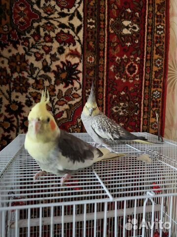 2 Попугая кореллы с клеткой