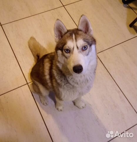Отдам бесплатно Хаски