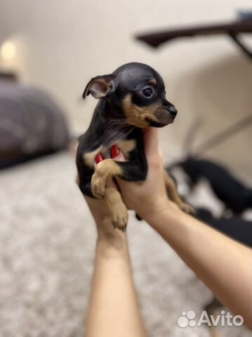 Той-терьер щенки