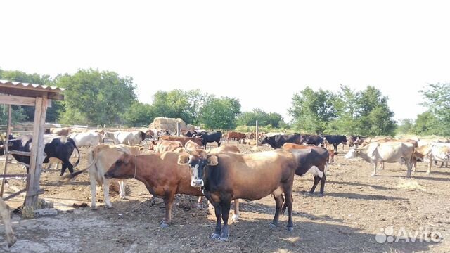 Телки годовалые