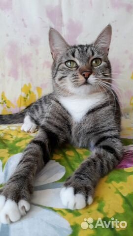 Кошечка Машенька