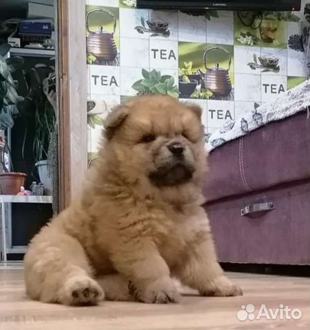 Новогоднее чудо