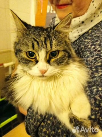 Котик подросток