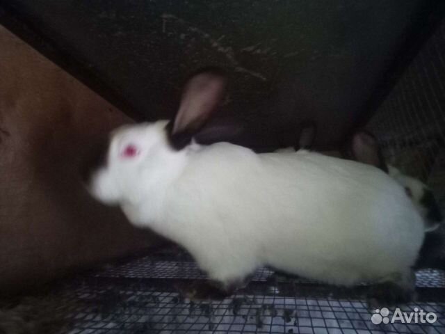 Кролики калифорнийцы