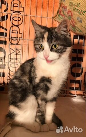 Щекастая кнопочка ждет новогоднего чуда