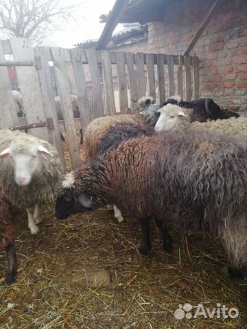 Овцы бараны
