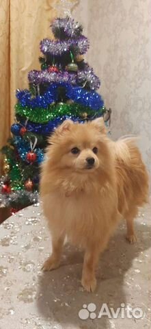 Малый немецкий шпиц