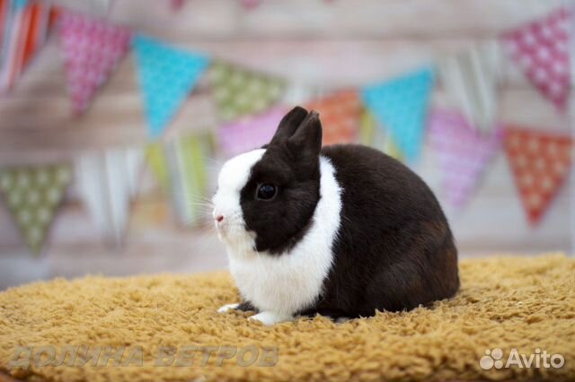 Кролик 1 кг минор носитель белого голубоглазого