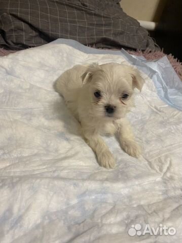 Мальтийская болонка