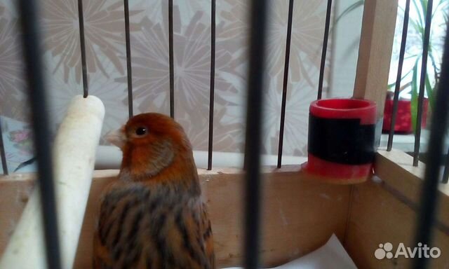 Цветные канарейки