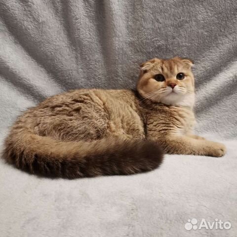 Плюшевая кошечка