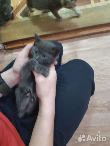 Котята, лучший подарок на новый год Тигра, весёлые