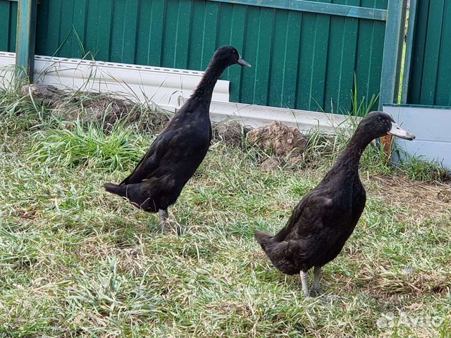 Утки индийский бегунок