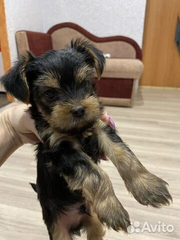 Йоркширский терьер мини щенки10000