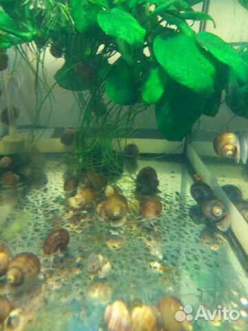 Аквариумные рыбки бесплатно