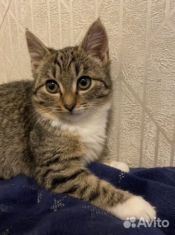 Полосатый котенок