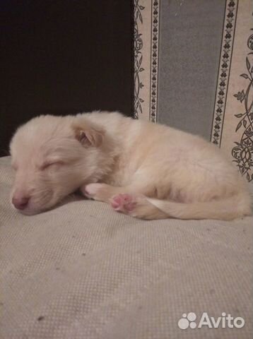 Щенок Мартин 1,5 мес