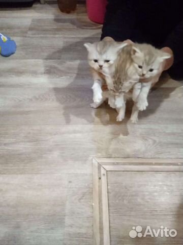 Кошки бесплатно