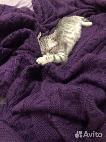 Котёнок парода Британские прямого ухо Отдаю даром