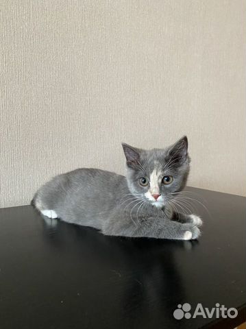 Очень игривый котёнок в добрые руки