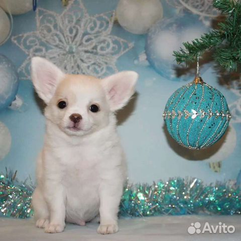 Белый мальчишка