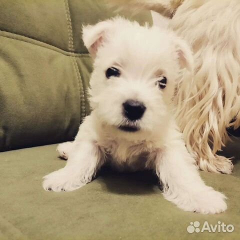 Щенки Вест хайленд уайт терьер