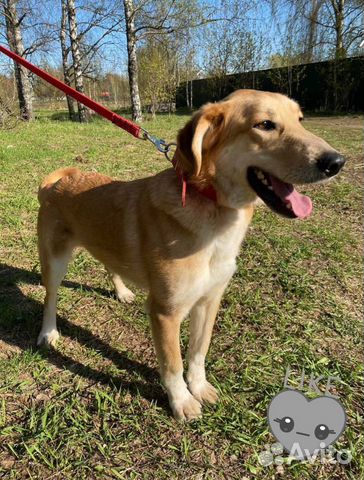 Среднеазиатская овчарка